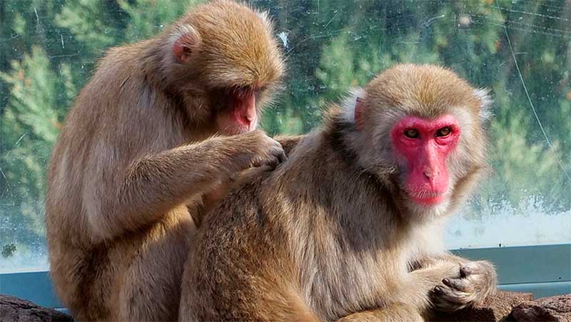 Macacos en Australia: Estuvieron a punto de extinguirse, hoy los ...